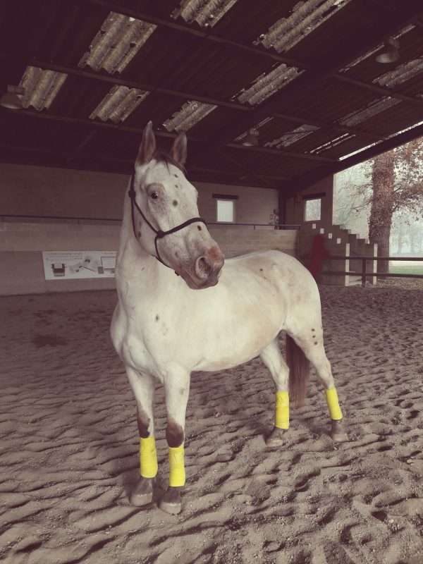 10 raisons de détester les chevaux, ces horribles créatures - Contre Galop