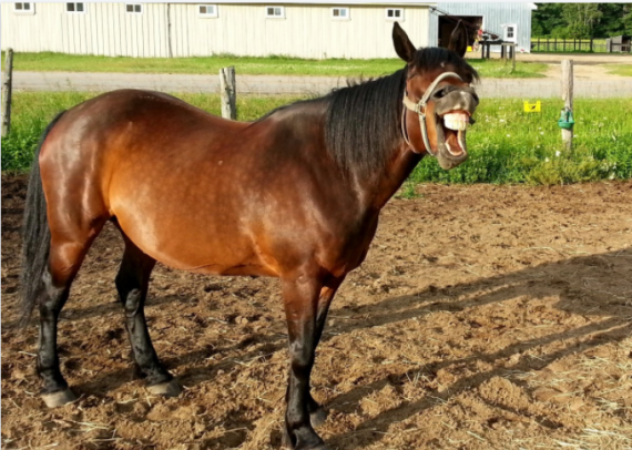 Ces surnoms débiles qu'on donne à nos chevaux -Contre Galop