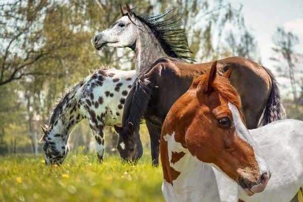 Top 10 des races de chevaux populaires - Contre Galop