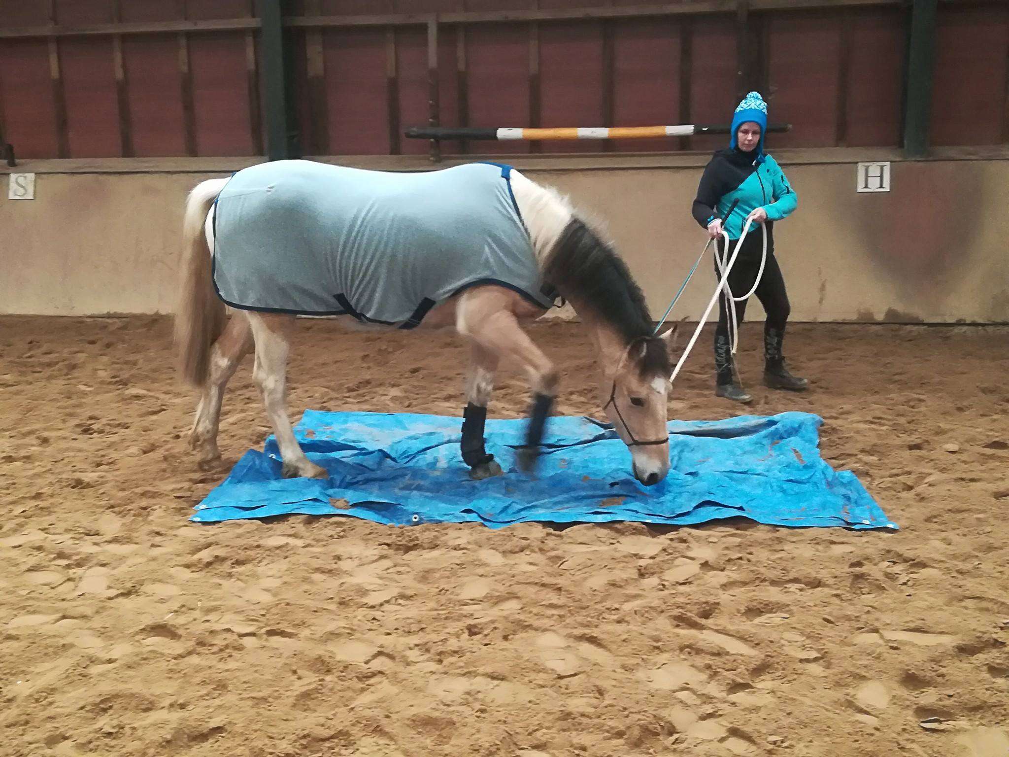 Les 10 meilleurs exercices d'equifeel - Contre Galop