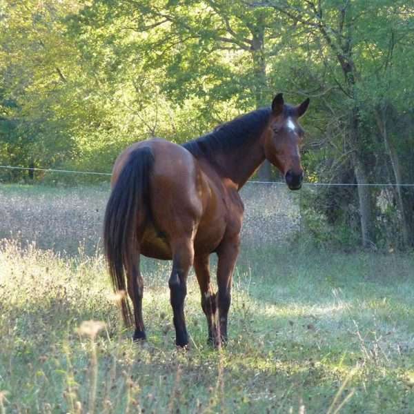 Le Galop 1 : Le guide complet - Contre Galop