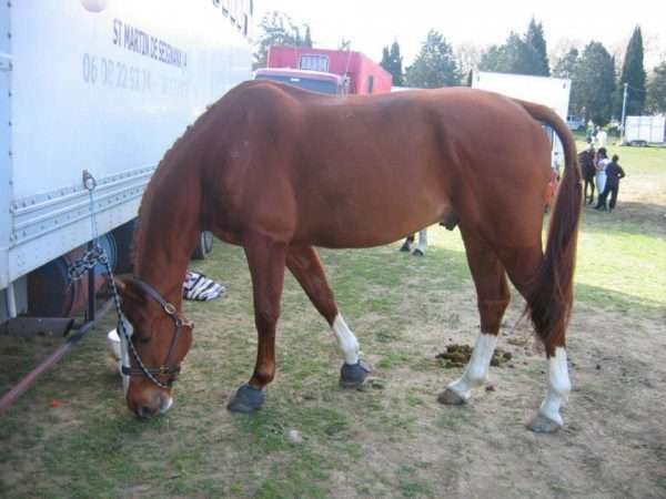 Le Galop 1 : Le guide complet - Contre Galop