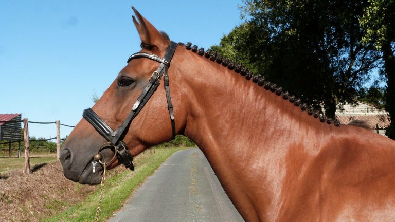 Tuto : Comment pionter un cheval ? - Contre Galop