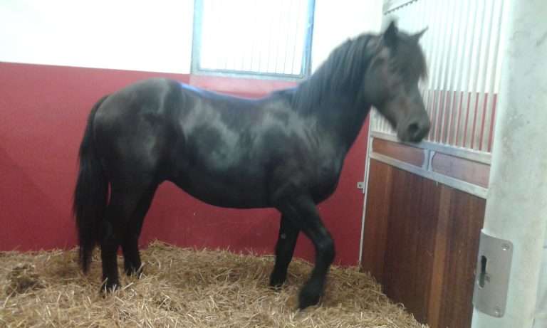 Le Galop 2 : Le guide complet - Contre Galop