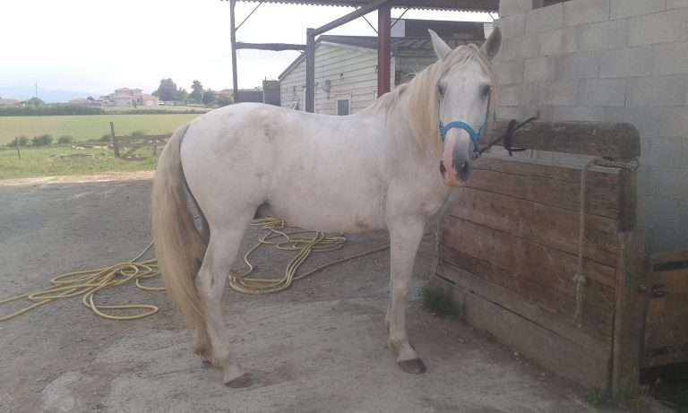 Le Galop 2 : Le guide complet - Contre Galop