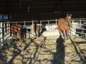 Le Galop 2 : Le guide complet - Contre Galop