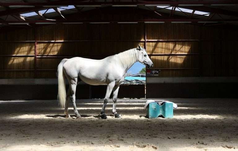 Le Galop 2 : Le guide complet - Contre Galop