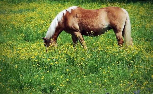 Le Galop 2 : Le guide complet - Contre Galop