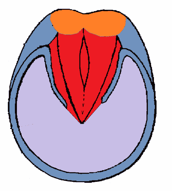 Le Galop 2 : Le guide complet - Contre Galop