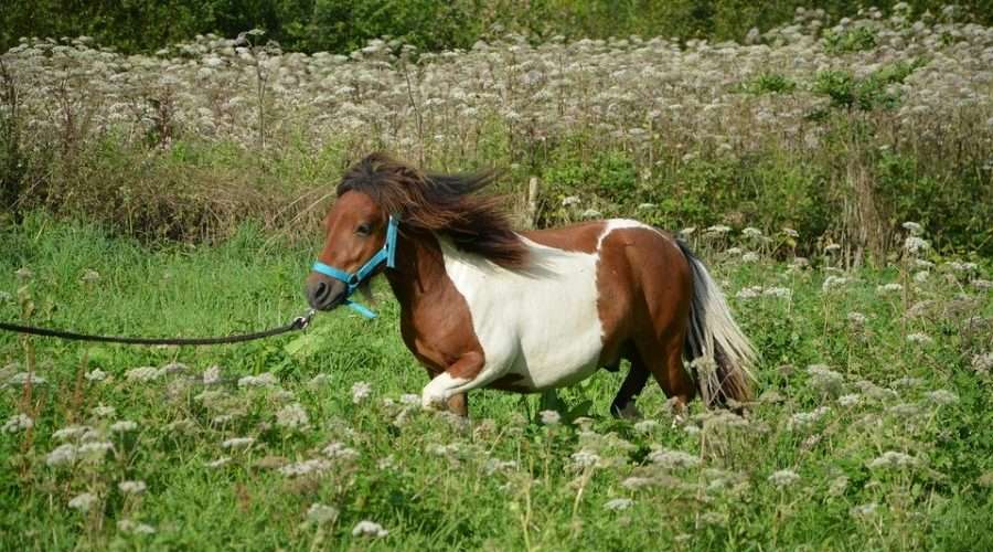 Les différents types de chevaux en cross - Contre Galop