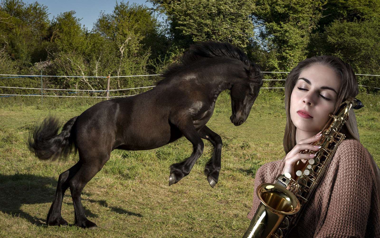 La musique et les chevaux : Chacun son instrument - Contre Galop