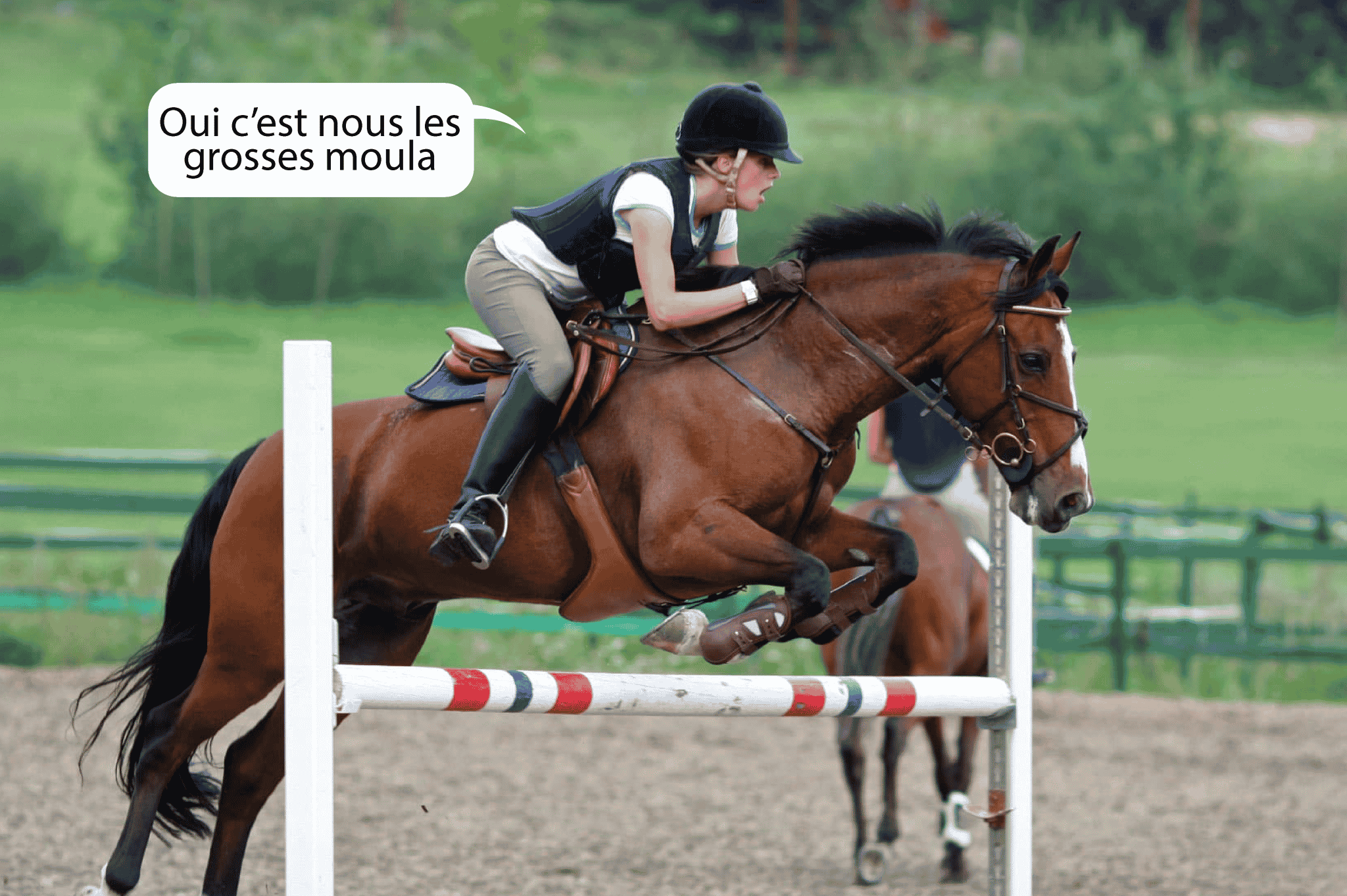 Top 5 des ventes de chevaux les plus chères au monde - Contre Galop