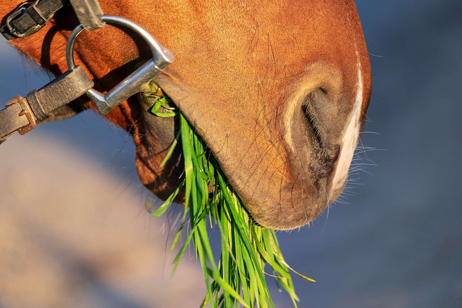 L’alimentation du cheval : Le guide complet - Contre Galop