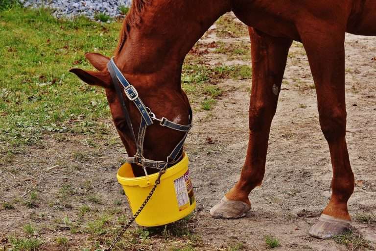 L’alimentation du cheval : Le guide complet - Contre Galop