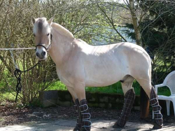 Le Galop 4 : Le guide complet - Contre Galop