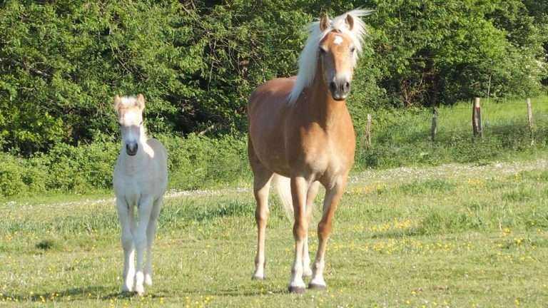 Le Galop 3 : Le guide complet - Contre Galop