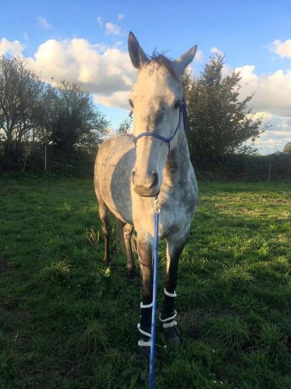 Le Galop 4 : Le guide complet - Contre Galop