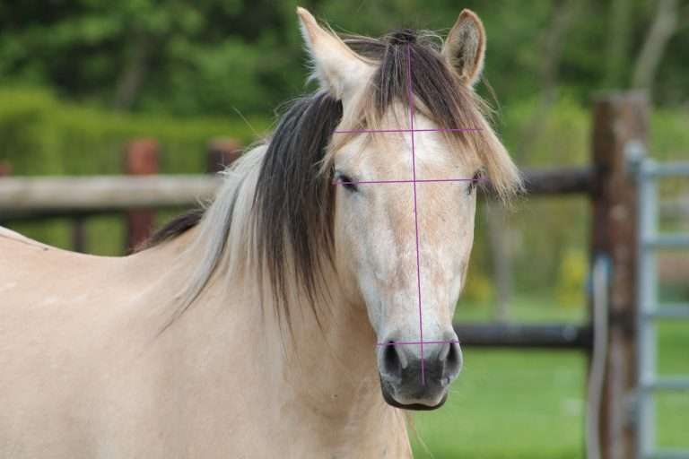 Le Galop 3 : Le guide complet - Contre Galop