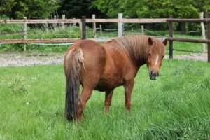 Le Galop 3 : Le guide complet - Contre Galop