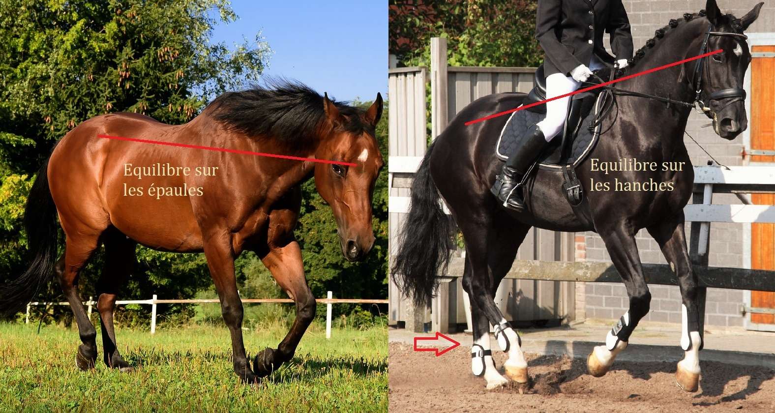 Galop 4 : Le guide complet - Contre Galop