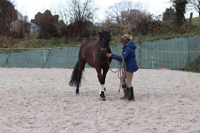 Travail à pied du cheval : Aborder l'essentiel - Contre Galop