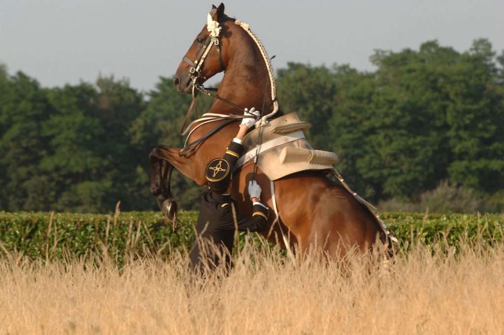 Qu'est ce que le cabrer ? - Contre Galop