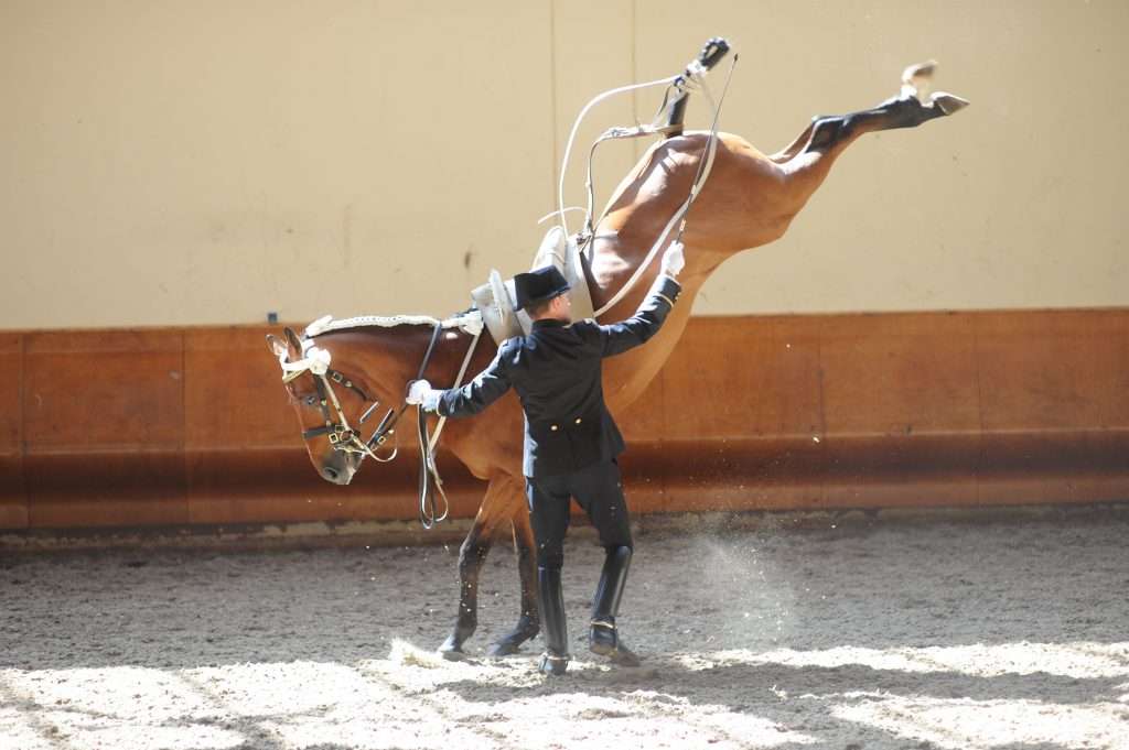 Qu'est ce que le cabrer ? - Contre Galop