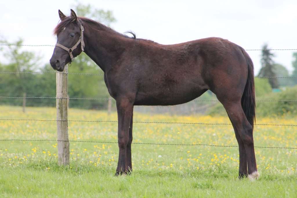 Le Galop 4 : Le guide complet - Contre Galop