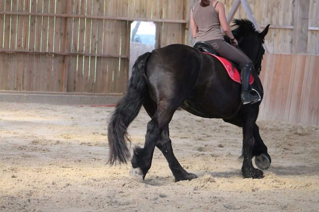 Qu'est ce que l'incurvation ? - Contre Galop