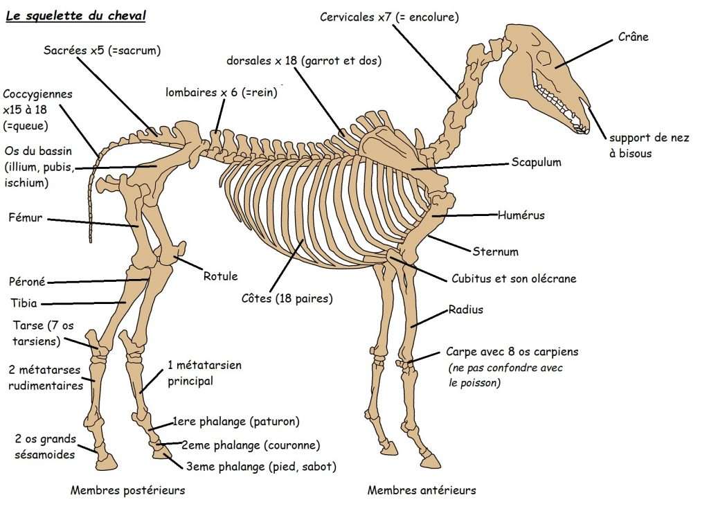 Le Galop 5 : Le guide complet - Contre Galop