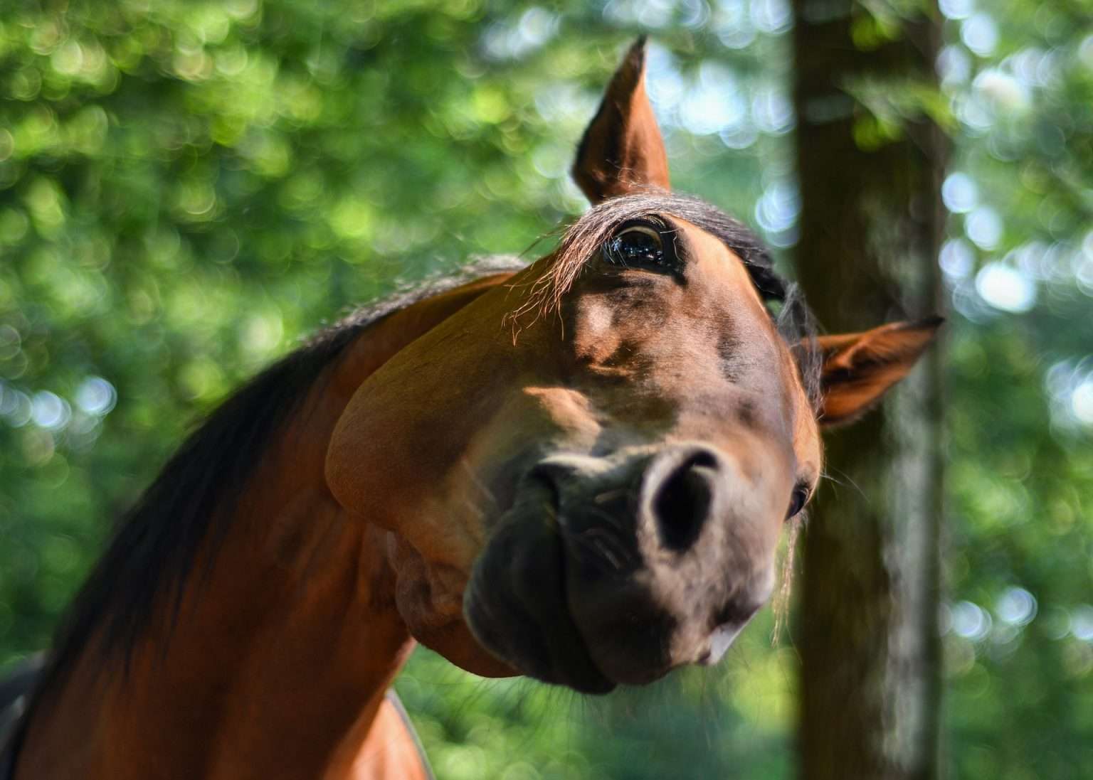 CONTRE GALOP - Le repère des cavaliers - Accueil